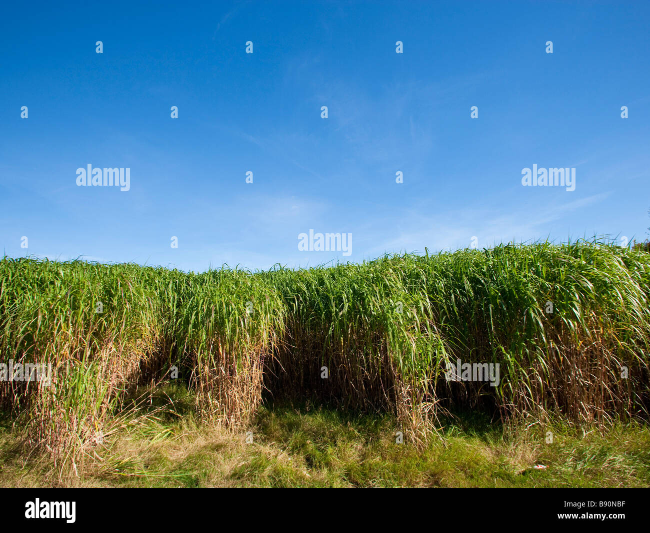 field of biofuel crop in English field Stock Photo - Alamy