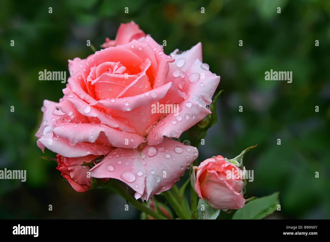 Beautiful single light pink rose in a flower garden just after the rain ...