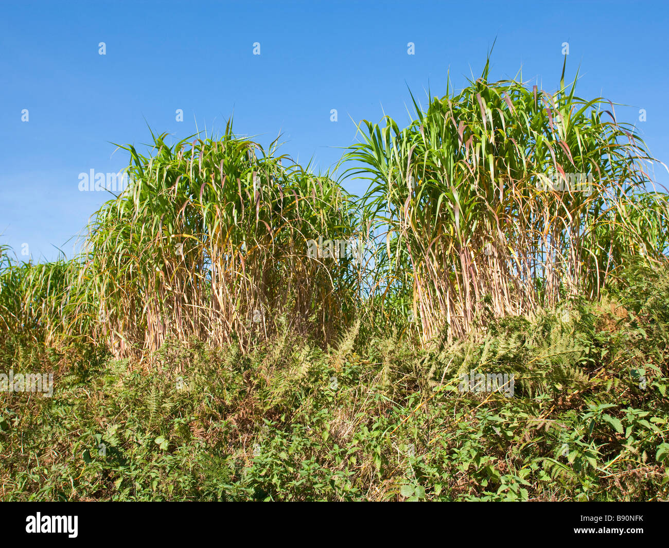 Biofuel hi-res stock photography and images - Alamy