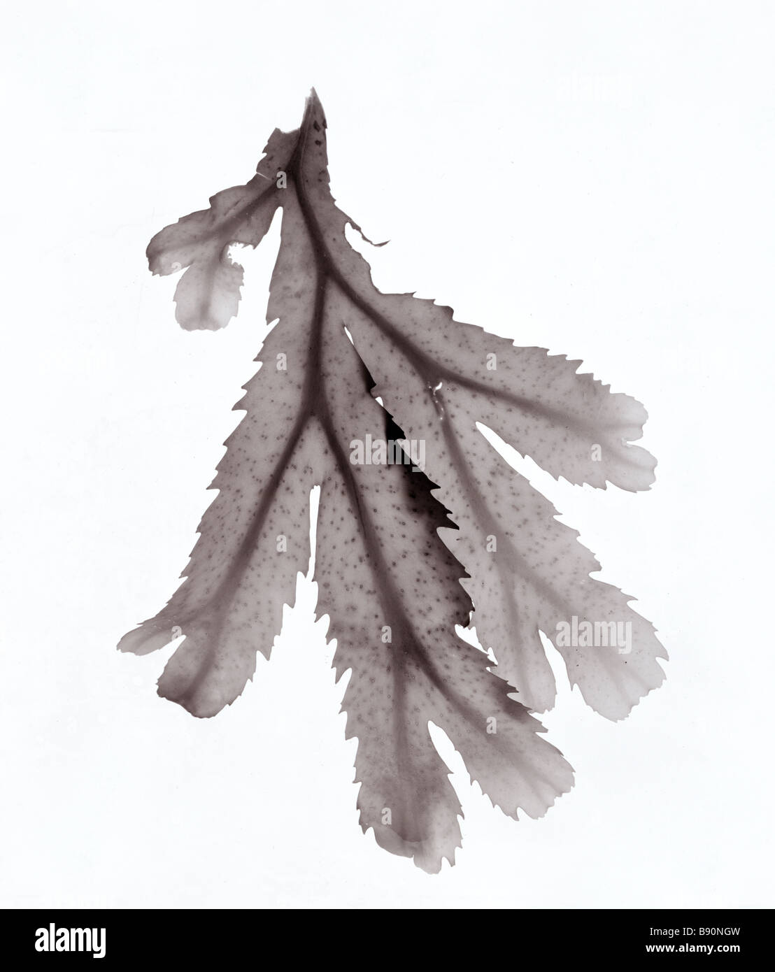 Serrated Toothed Wrack SawWrack. Latin: Fucus Serratus. collected from ...