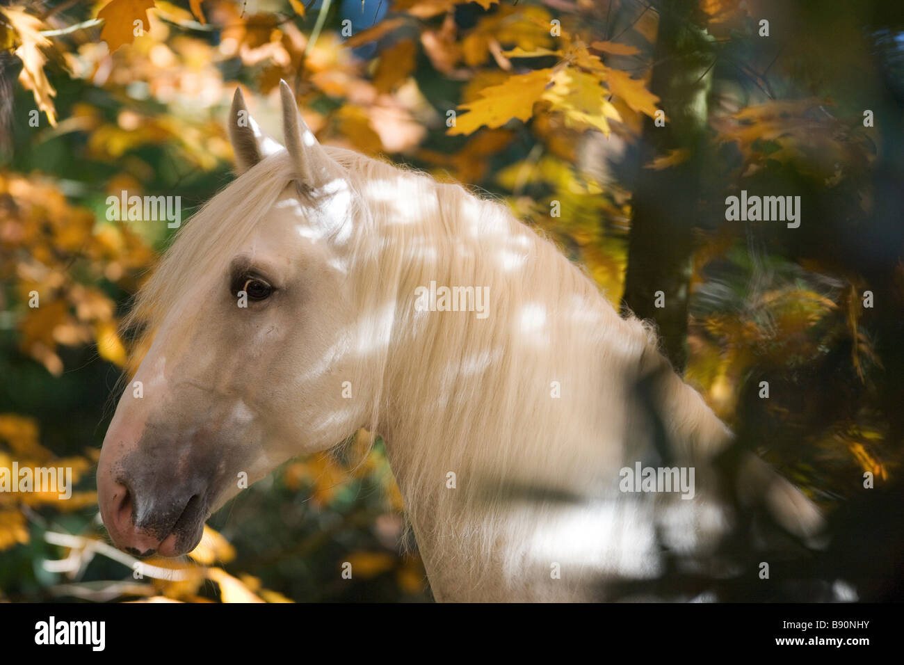 Kladruber horse - portrait Stock Photo - Alamy