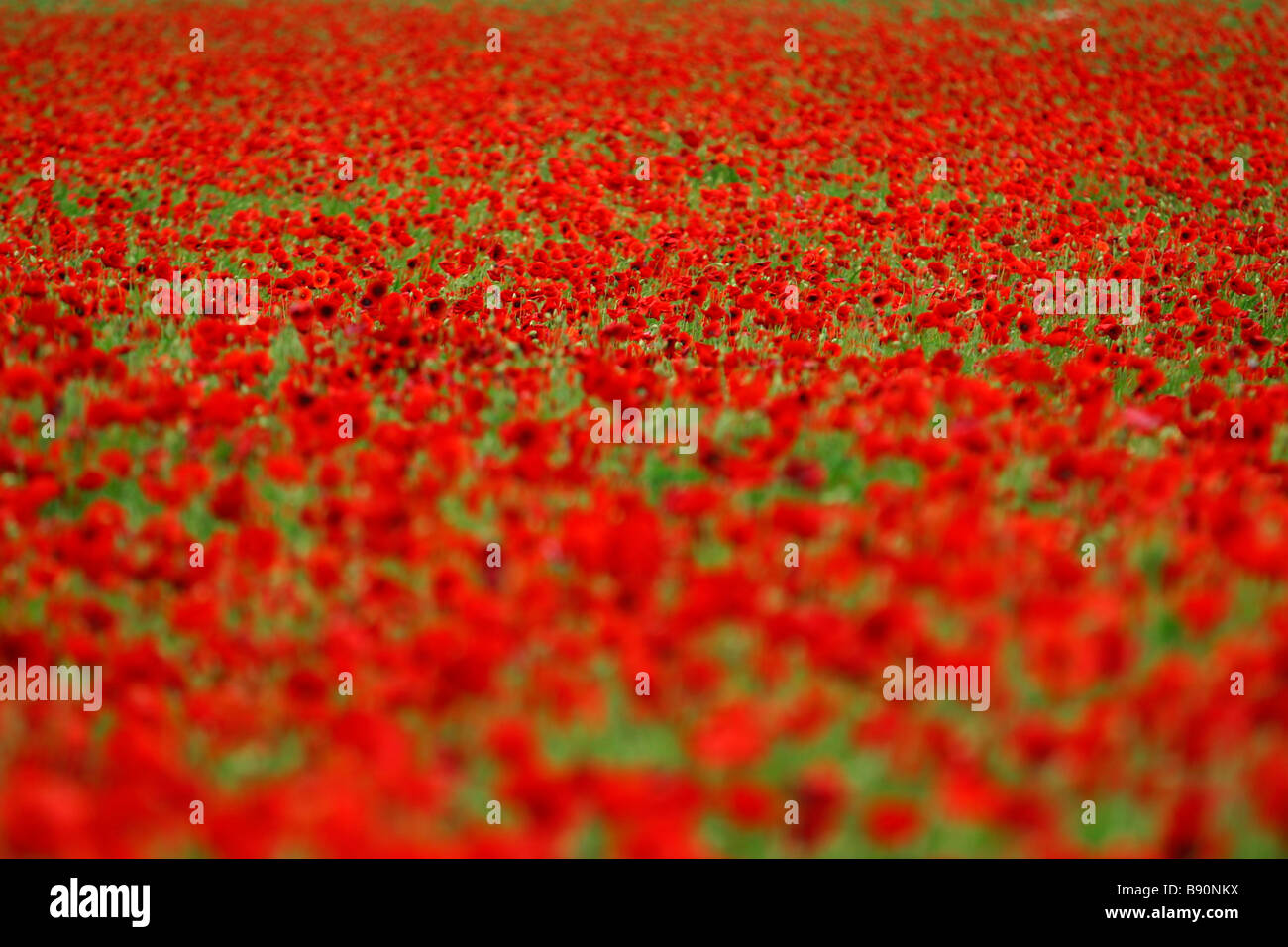Monet poppy field hi-res stock photography and images - Alamy