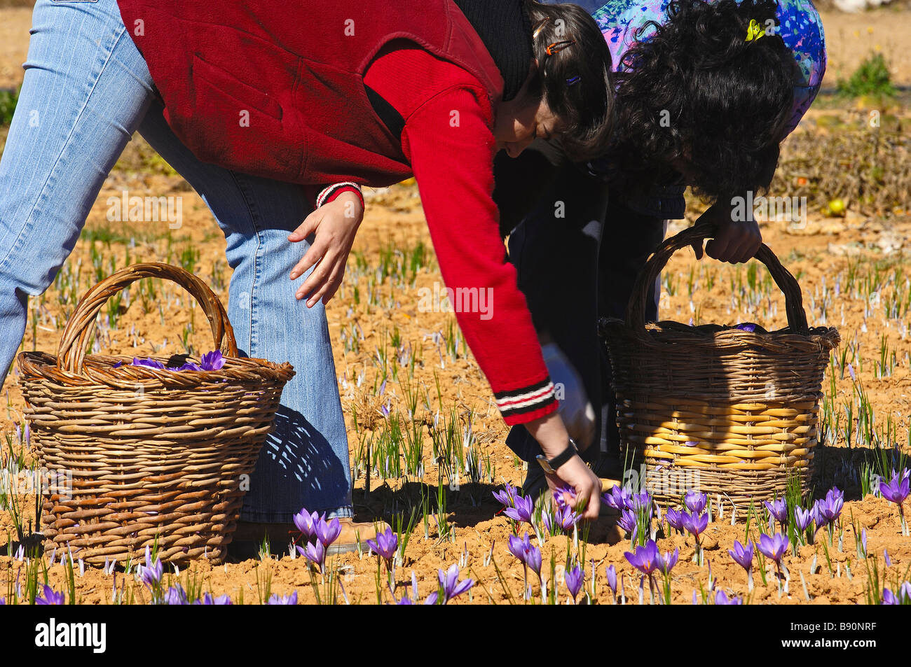Crocus saffron picking hi-res stock photography and images - Alamy