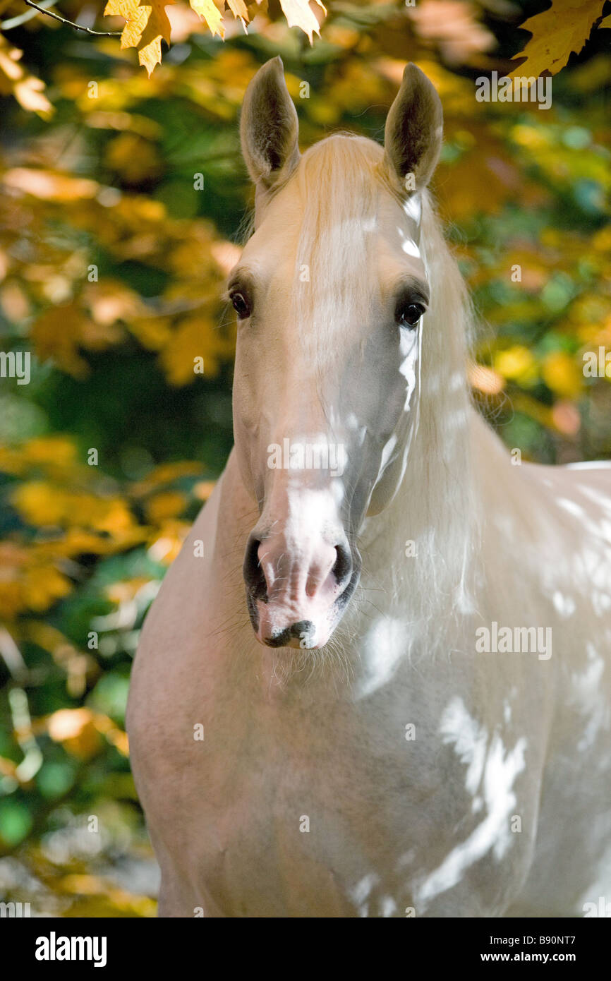 Kladruber horse - portrait Stock Photo - Alamy