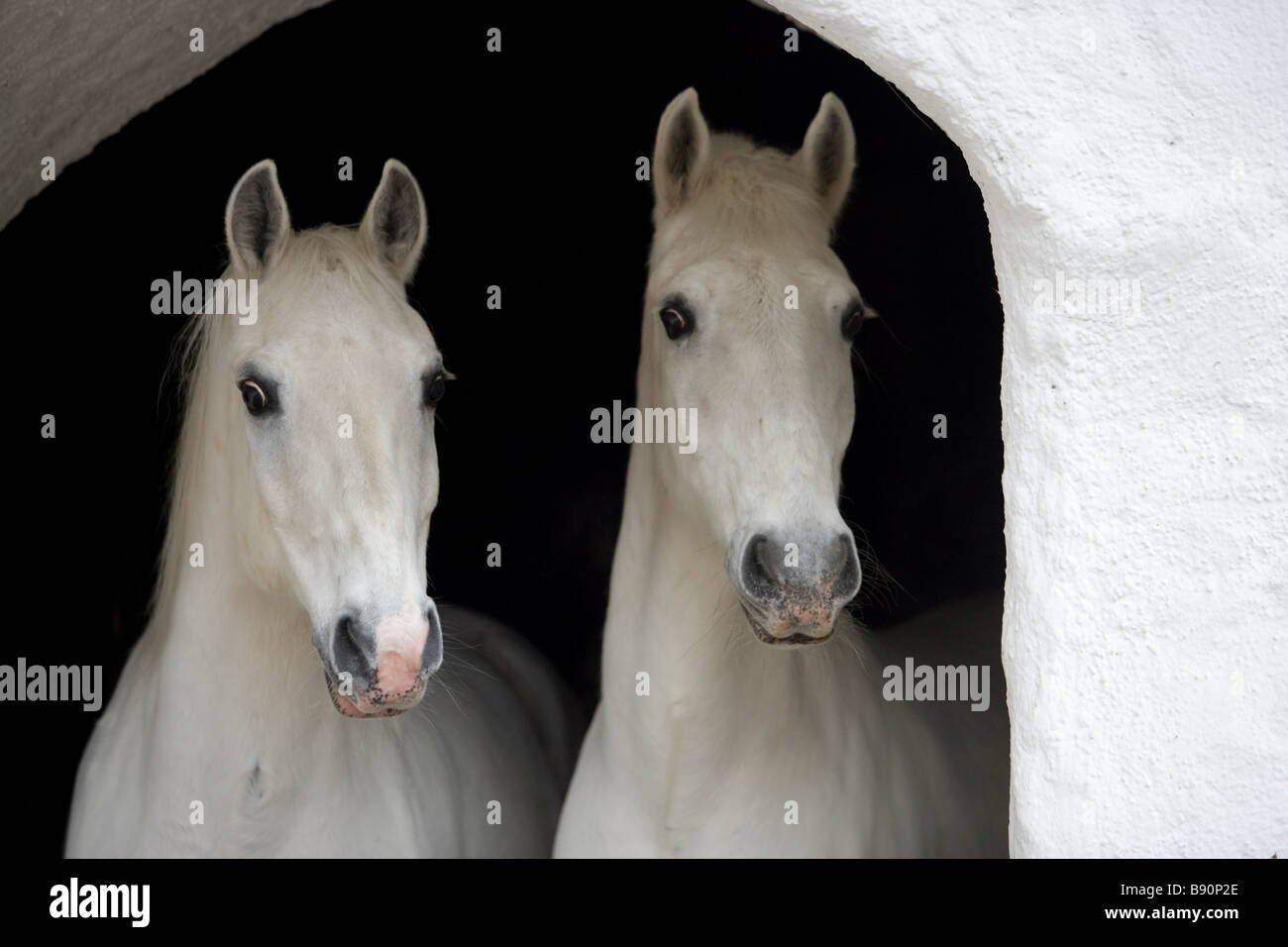 two Lipizzan horses - portrait Stock Photo - Alamy