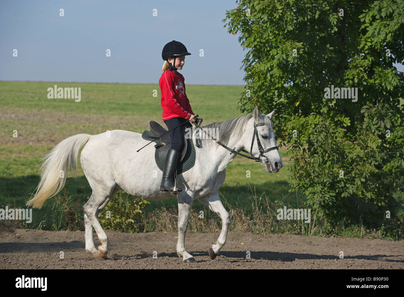 girl riding on German Riding Pony Stock Photo - Alamy