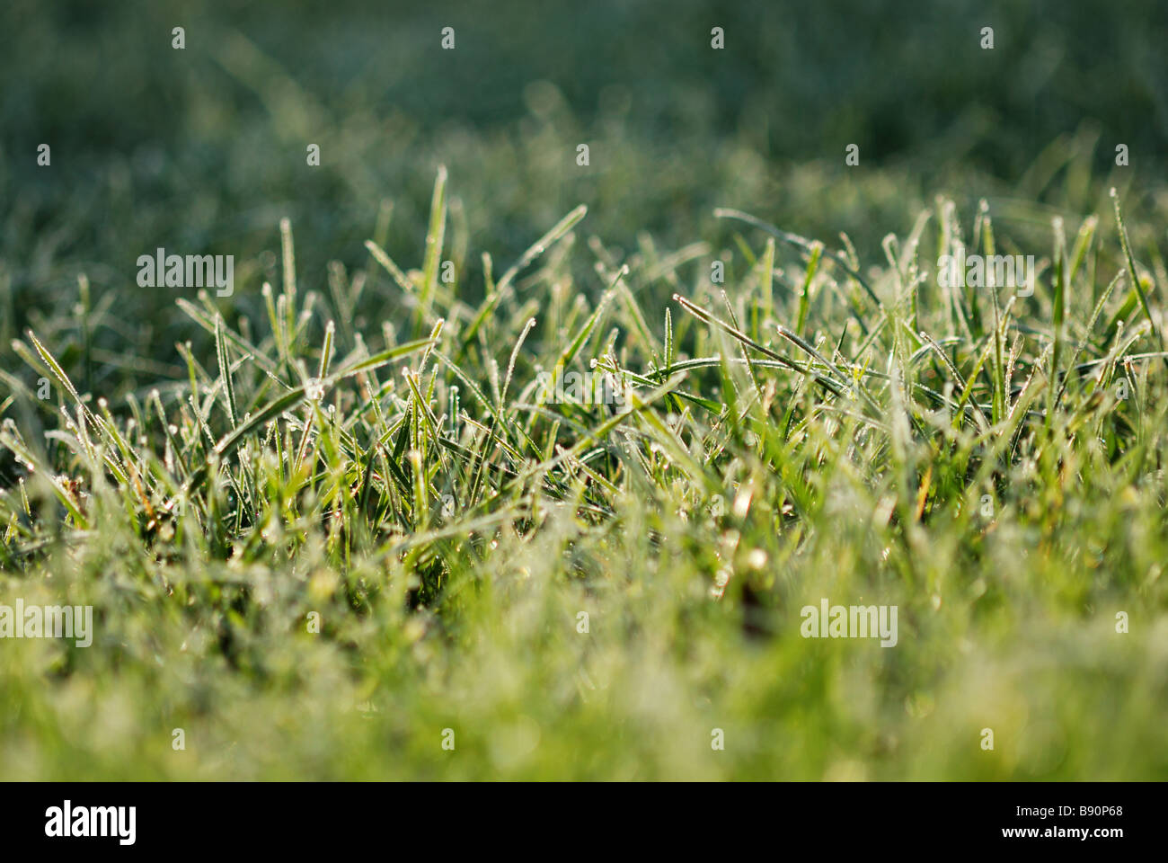 Green grass on a frosty November morning Stock Photo - Alamy