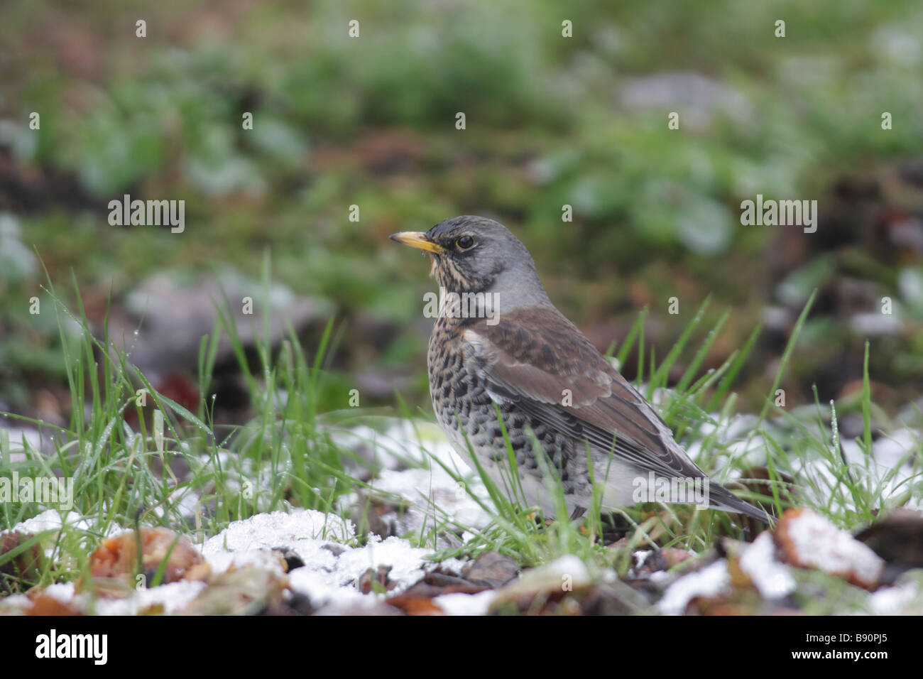 Speckled flight feathers hi-res stock photography and images - Alamy