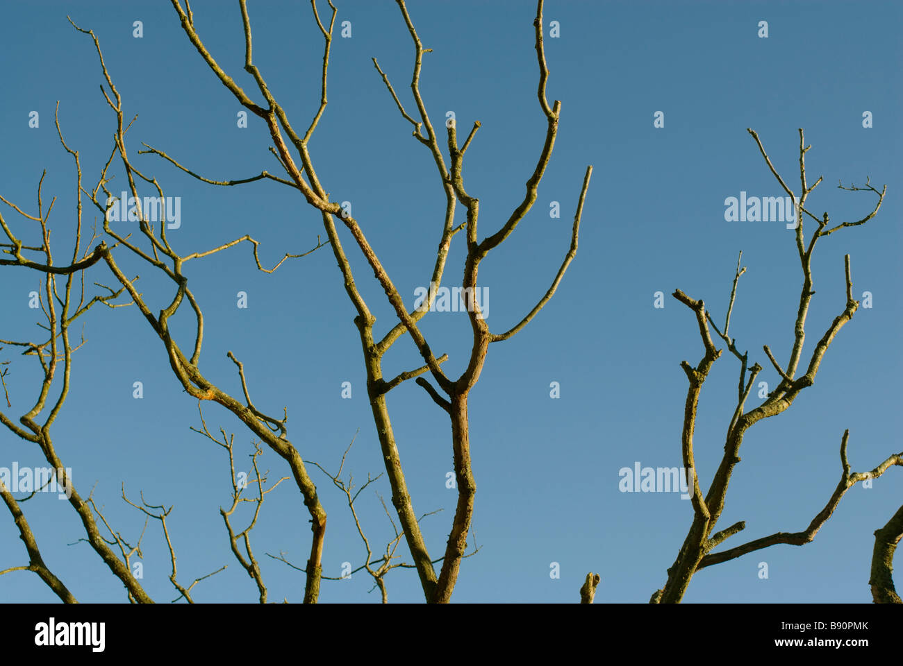 Dead tree branches silhouetted against a bright blue evening sky Stock ...