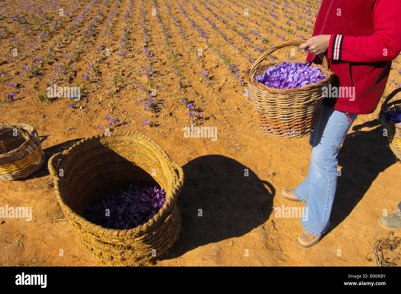 Crocus saffron picking hi-res stock photography and images - Alamy