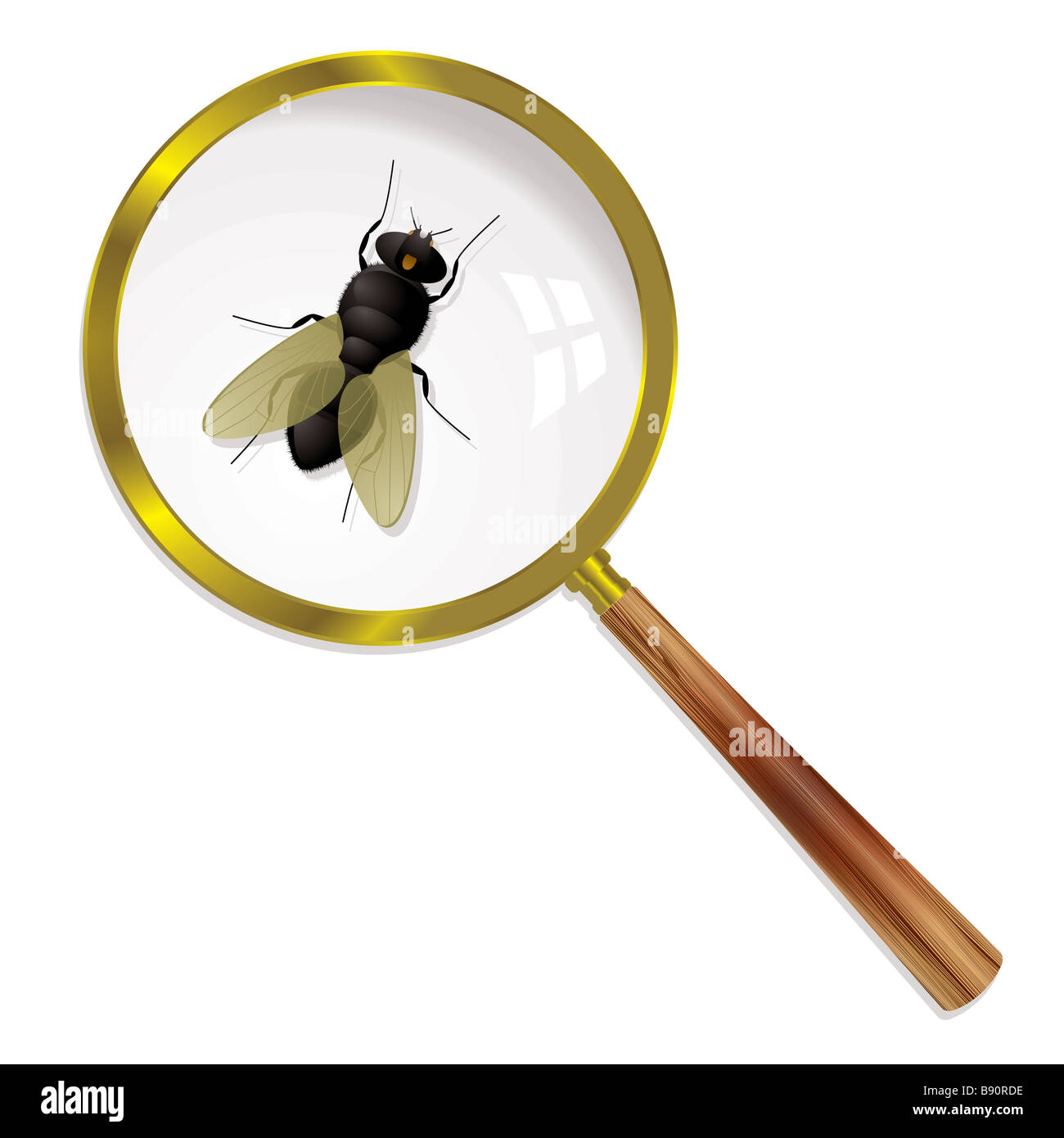 Fly magnified under a glass with wings and body Stock Photo - Alamy