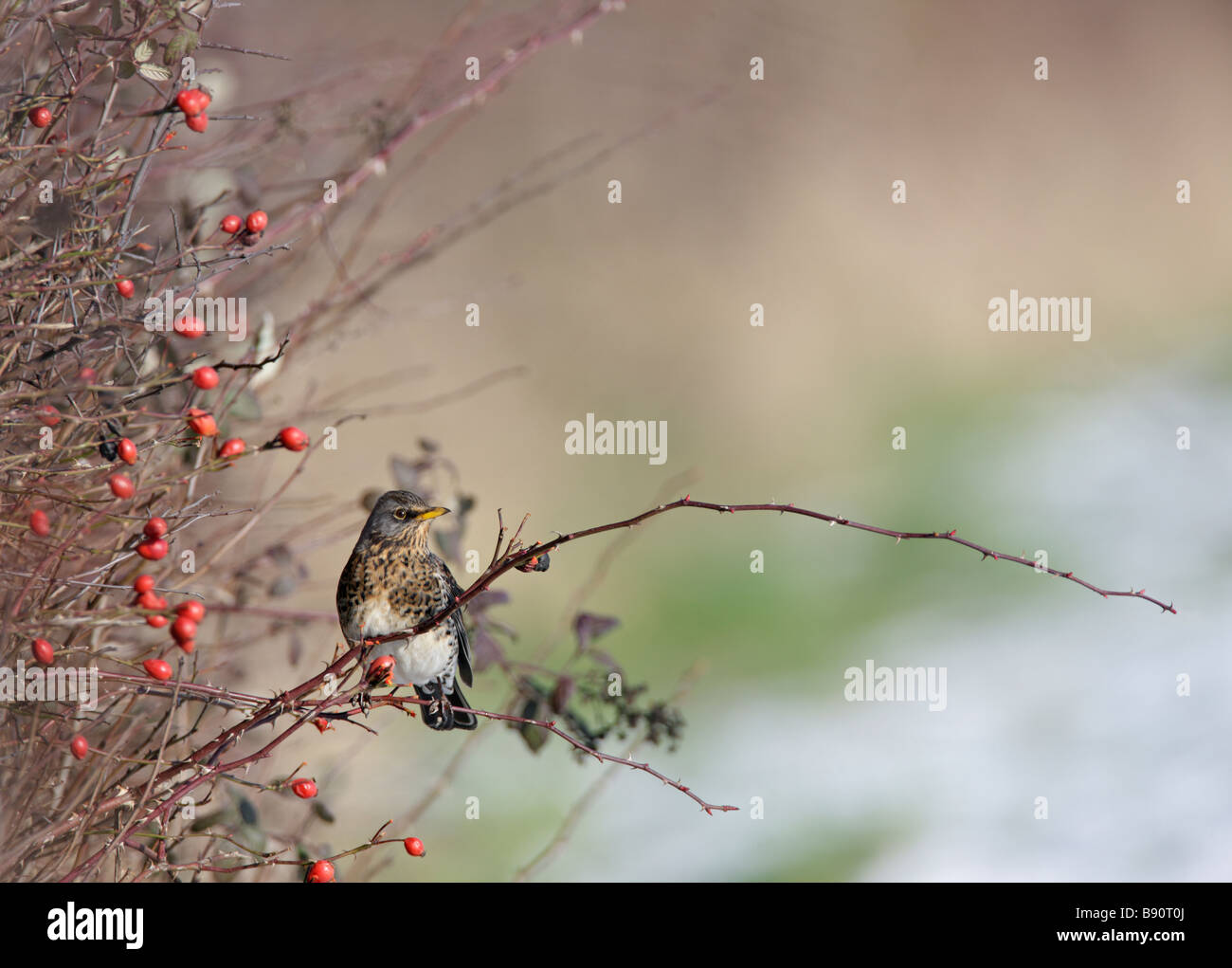 Fieldfare eating berries hi-res stock photography and images - Alamy