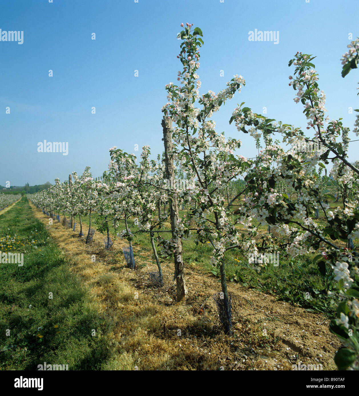 Cordon apple trees hi-res stock photography and images - Alamy