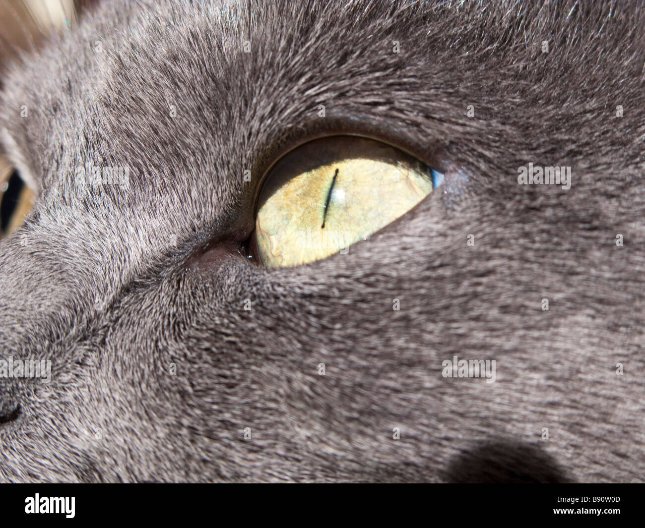 British blue cat hi-res stock photography and images - Alamy