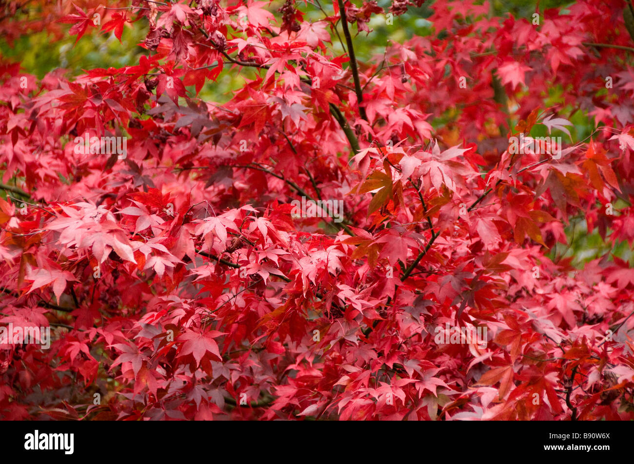 Red leaves of an Acer tree Stock Photo - Alamy