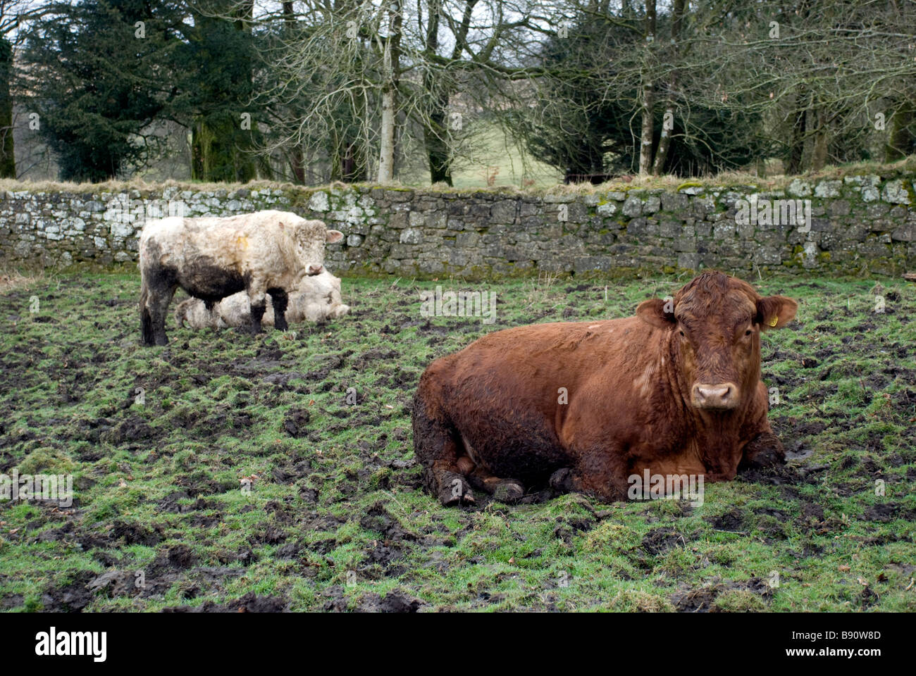 Devon red cow in a muddy field hi-res stock photography and images - Alamy