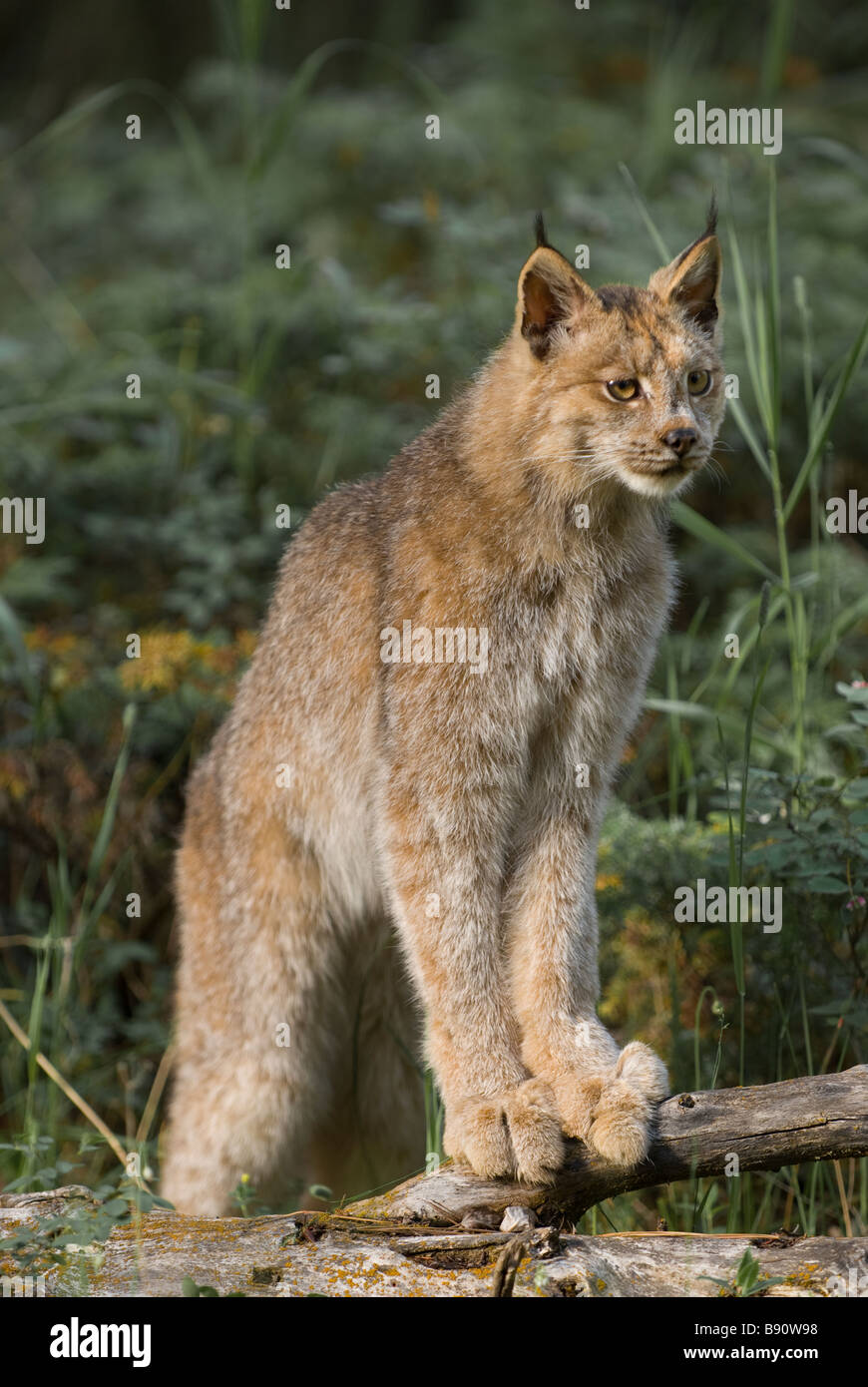 Adult Canadian lynx posing with its huge paws on a branch of a fallen ...
