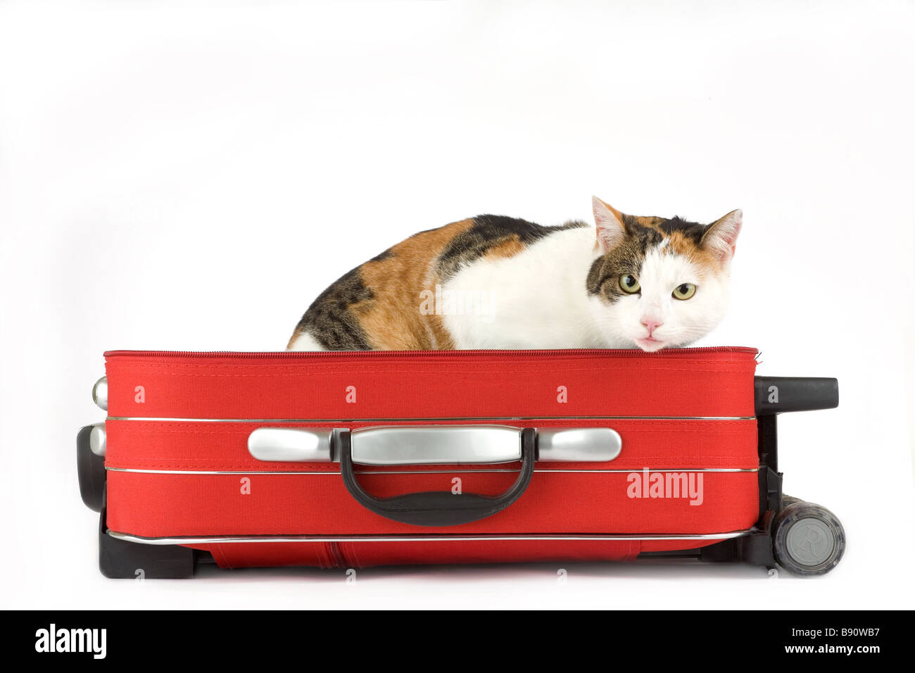 Animal cat trip suitcase hi-res stock photography and images - Alamy