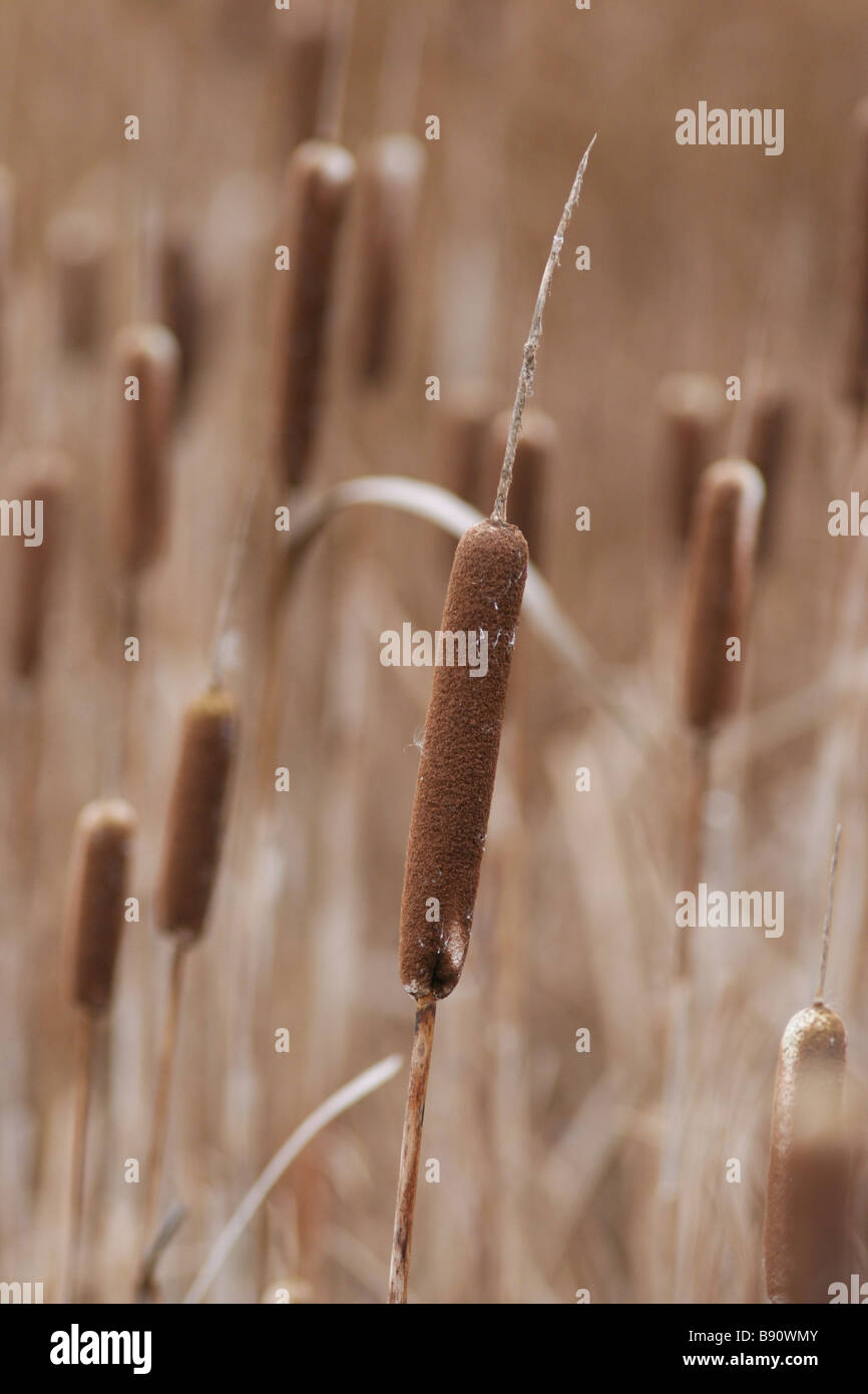 Reed mace typha hi-res stock photography and images - Alamy