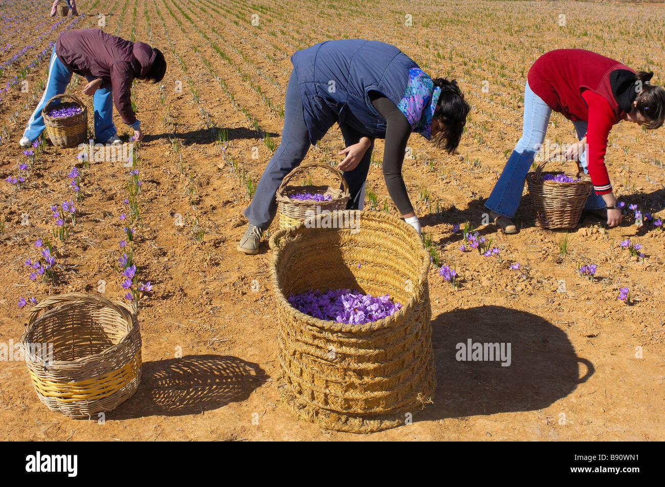 Picking saffron flowers Madridejos Toledo province Castilla La Mancha ...