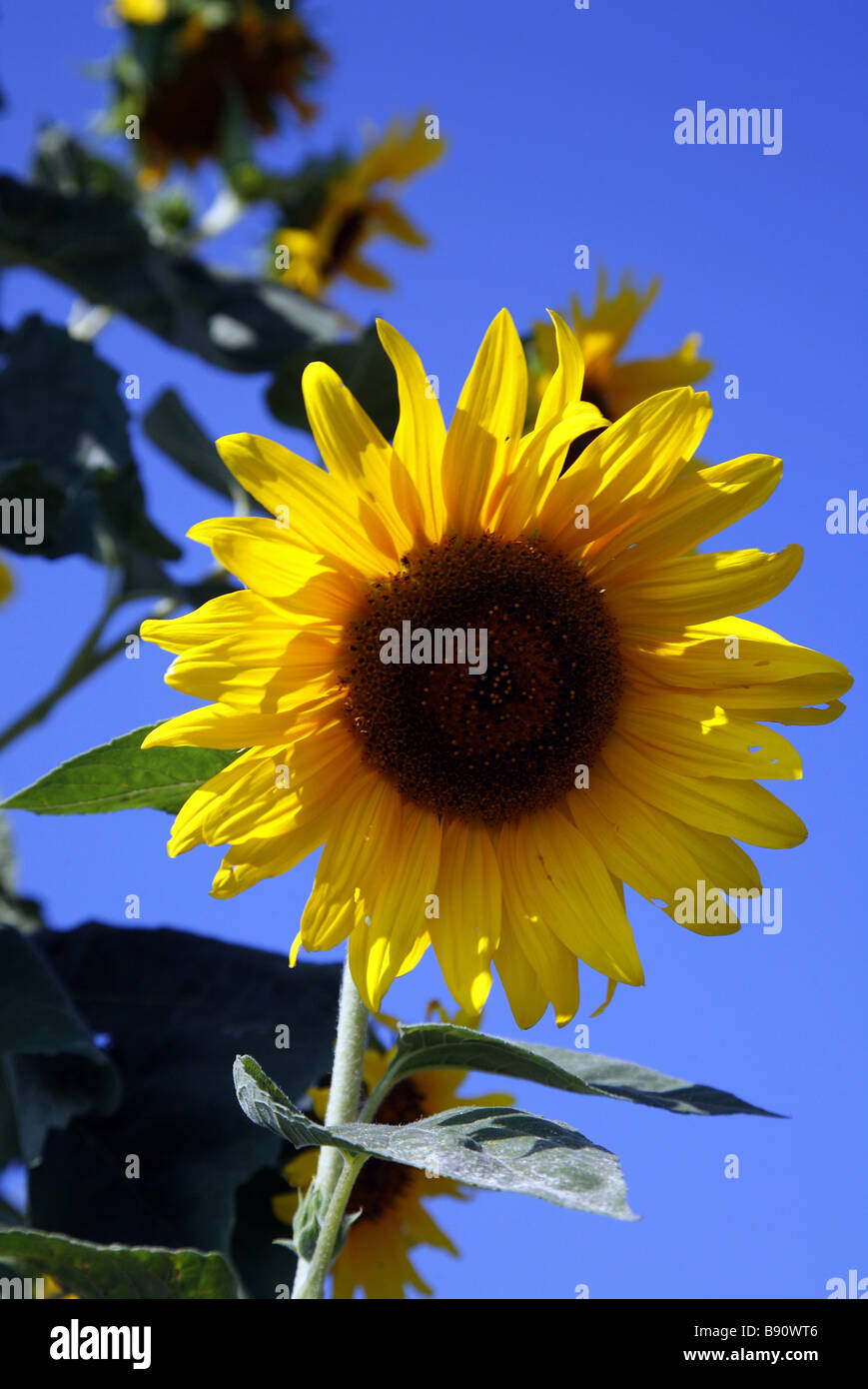 Ukraine Sunflower High Resolution Stock Photography and Images - Alamy