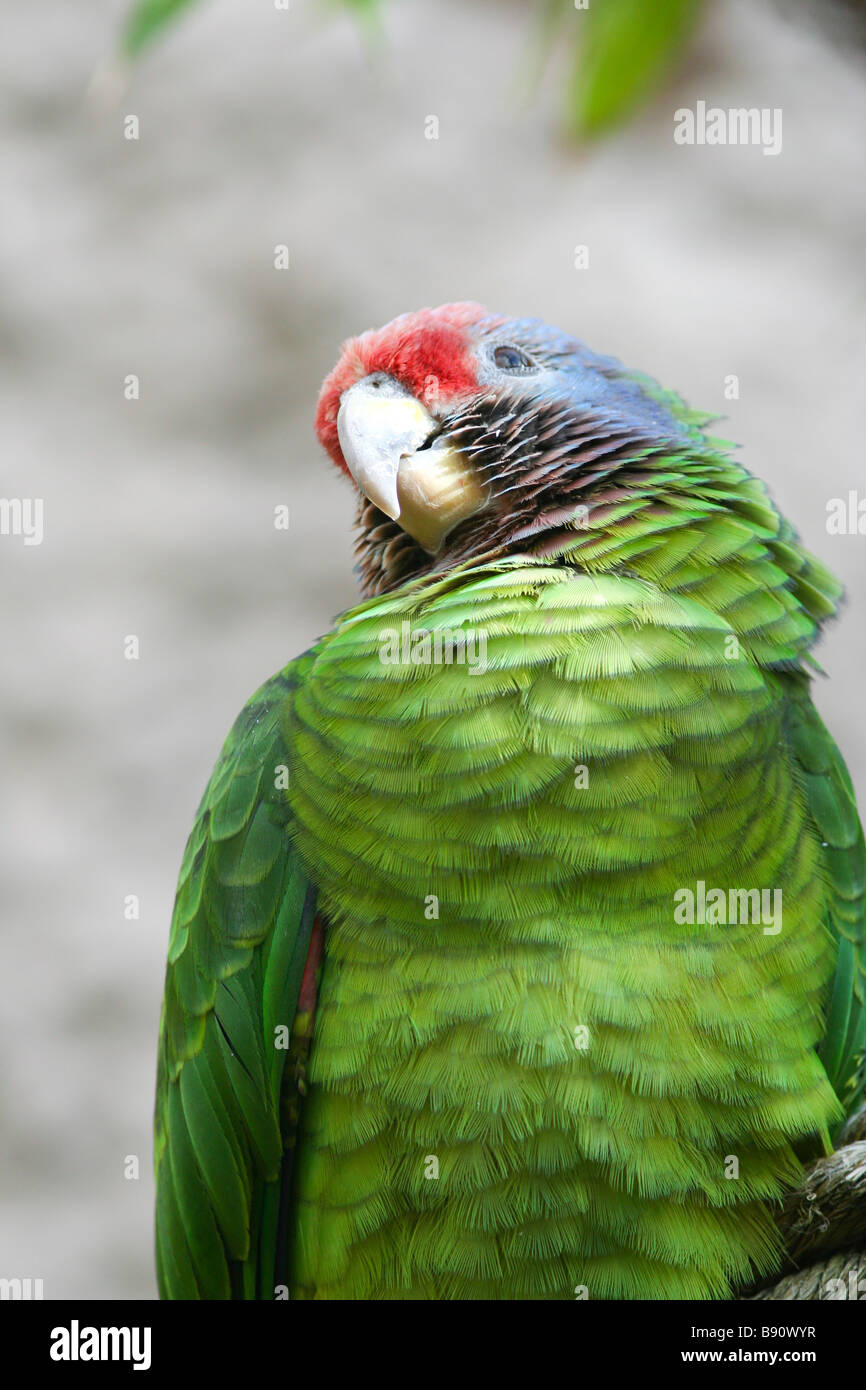 Red tailed amazon parrot (Amazona brasiliensis Stock Photo - Alamy