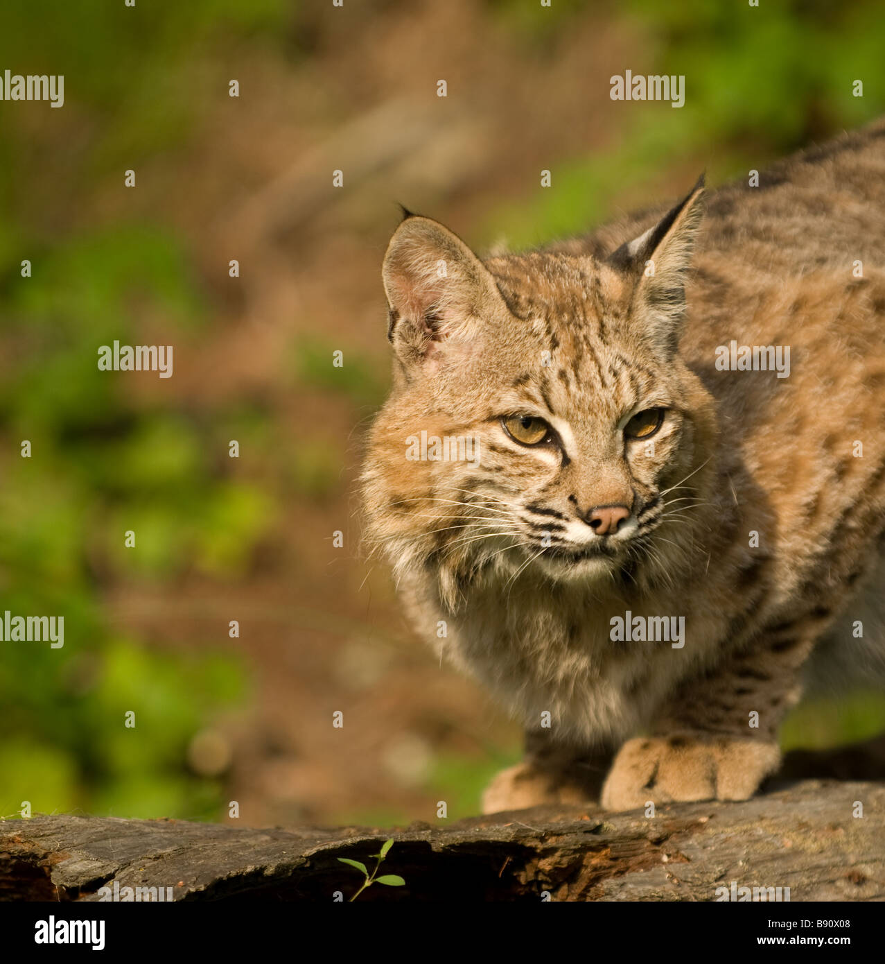 Bobcat sitting on a log relaxing and looking around Stock Photo - Alamy