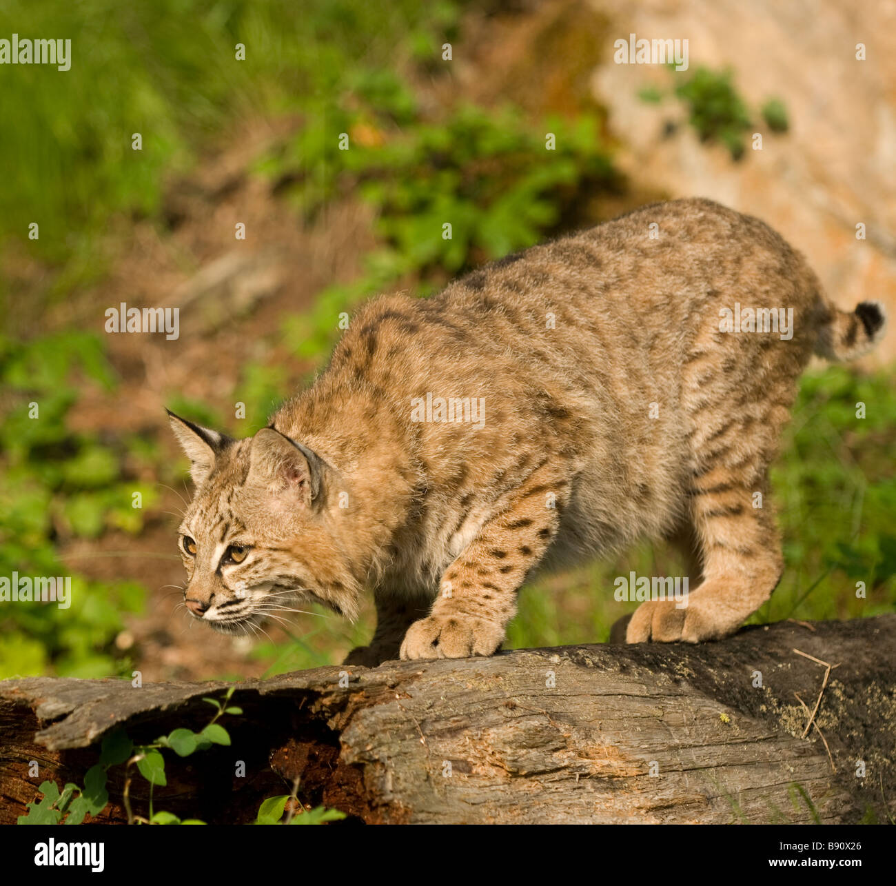 Bobcat standing on a log looking at something interesting in the grass ...