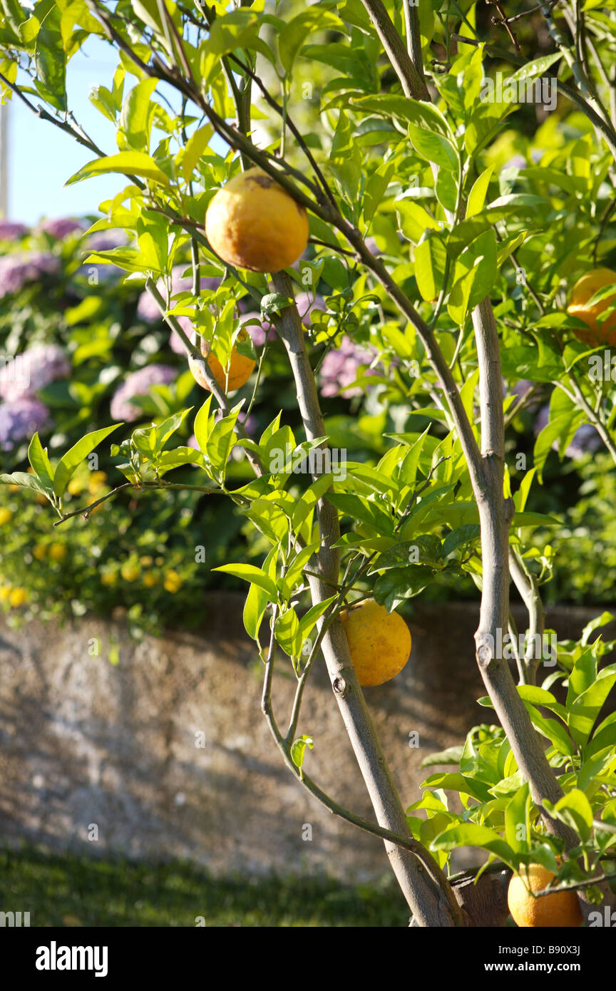 Lemon groves florida hi-res stock photography and images - Alamy