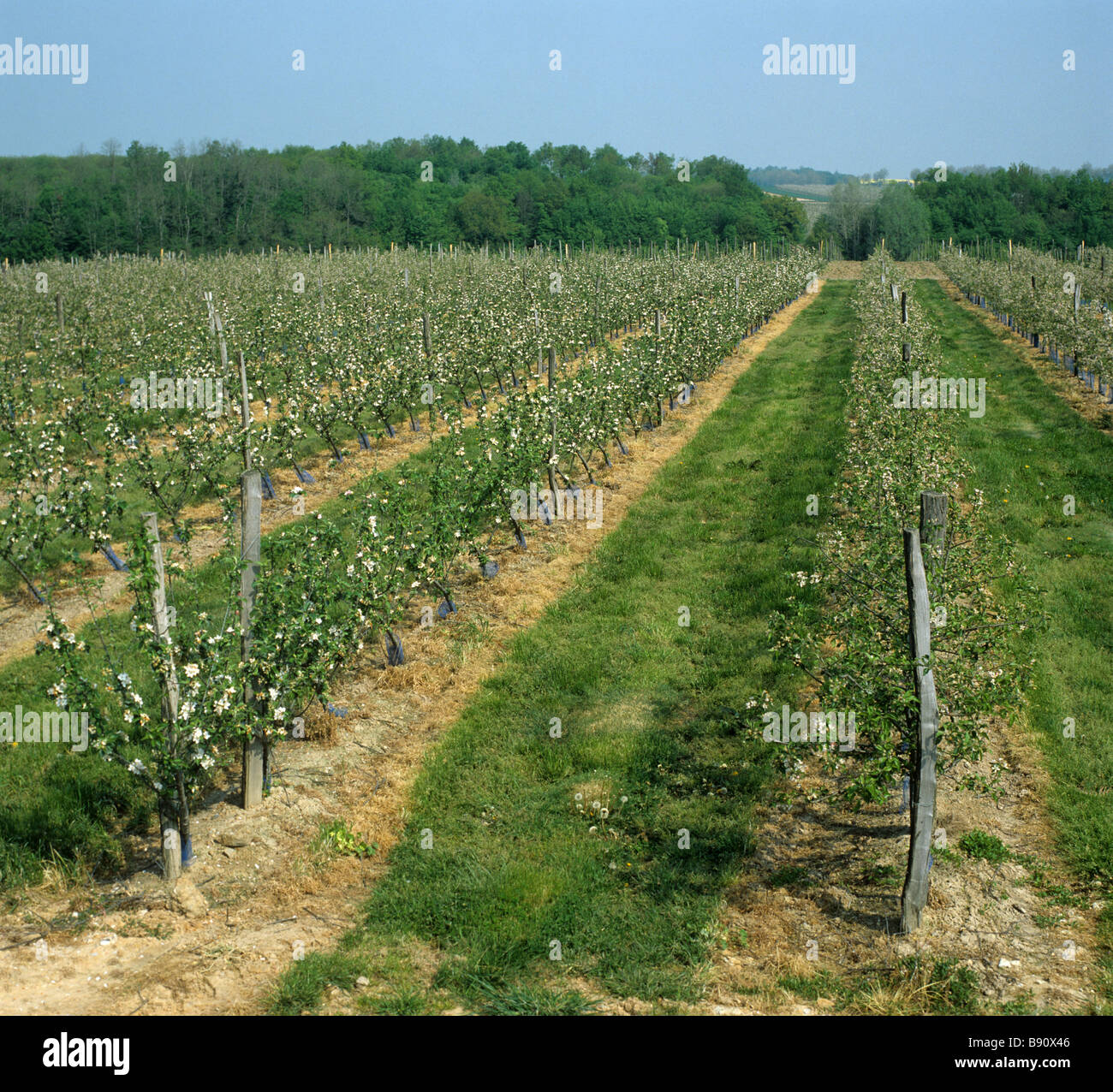 Orchard of young cordon apple trees in blossom in the Loire Valley ...
