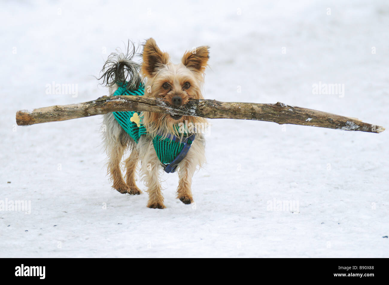 Yorkshire Terrier . Adult dog carrying a branch Stock Photo - Alamy