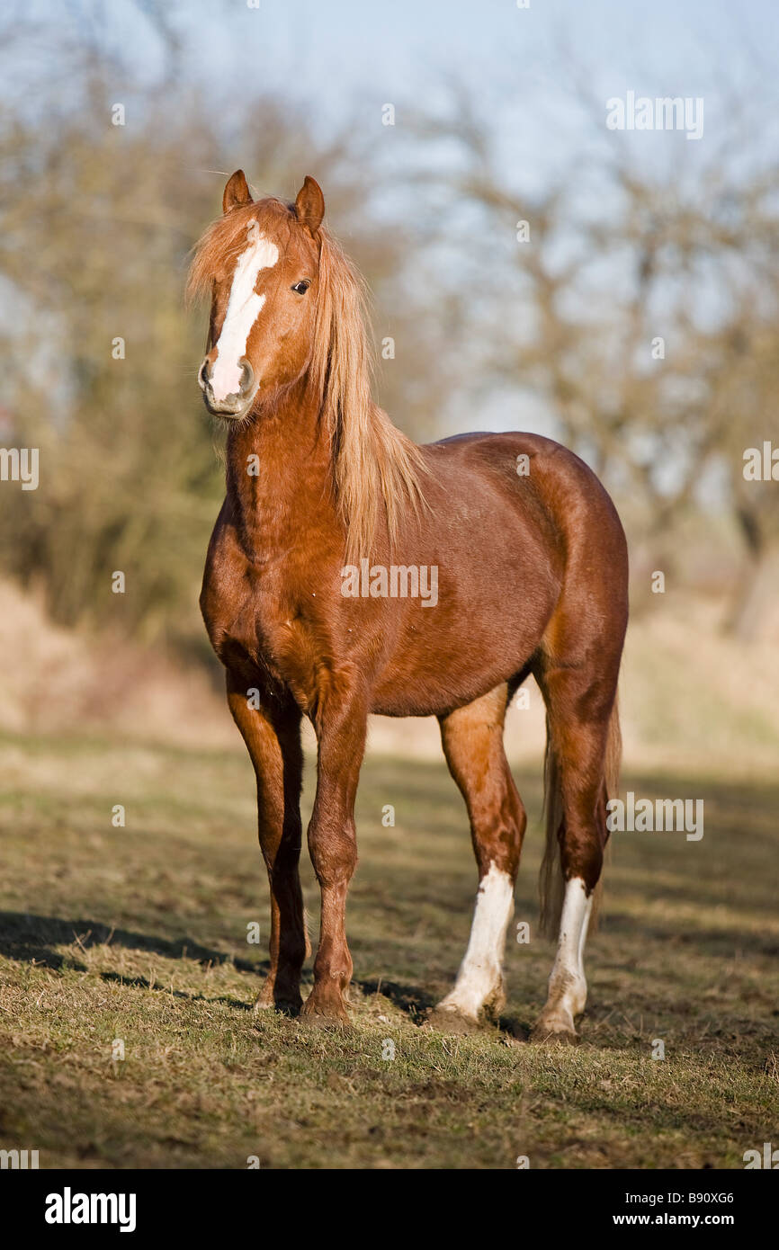 Welsh Pony horse - standing on meadow Stock Photo - Alamy
