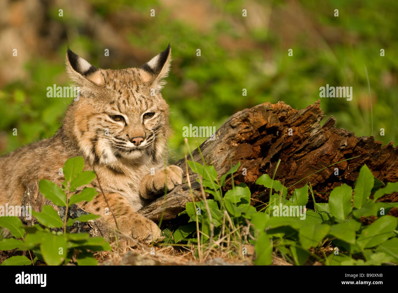 Lying bobcat hi-res stock photography and images - Alamy