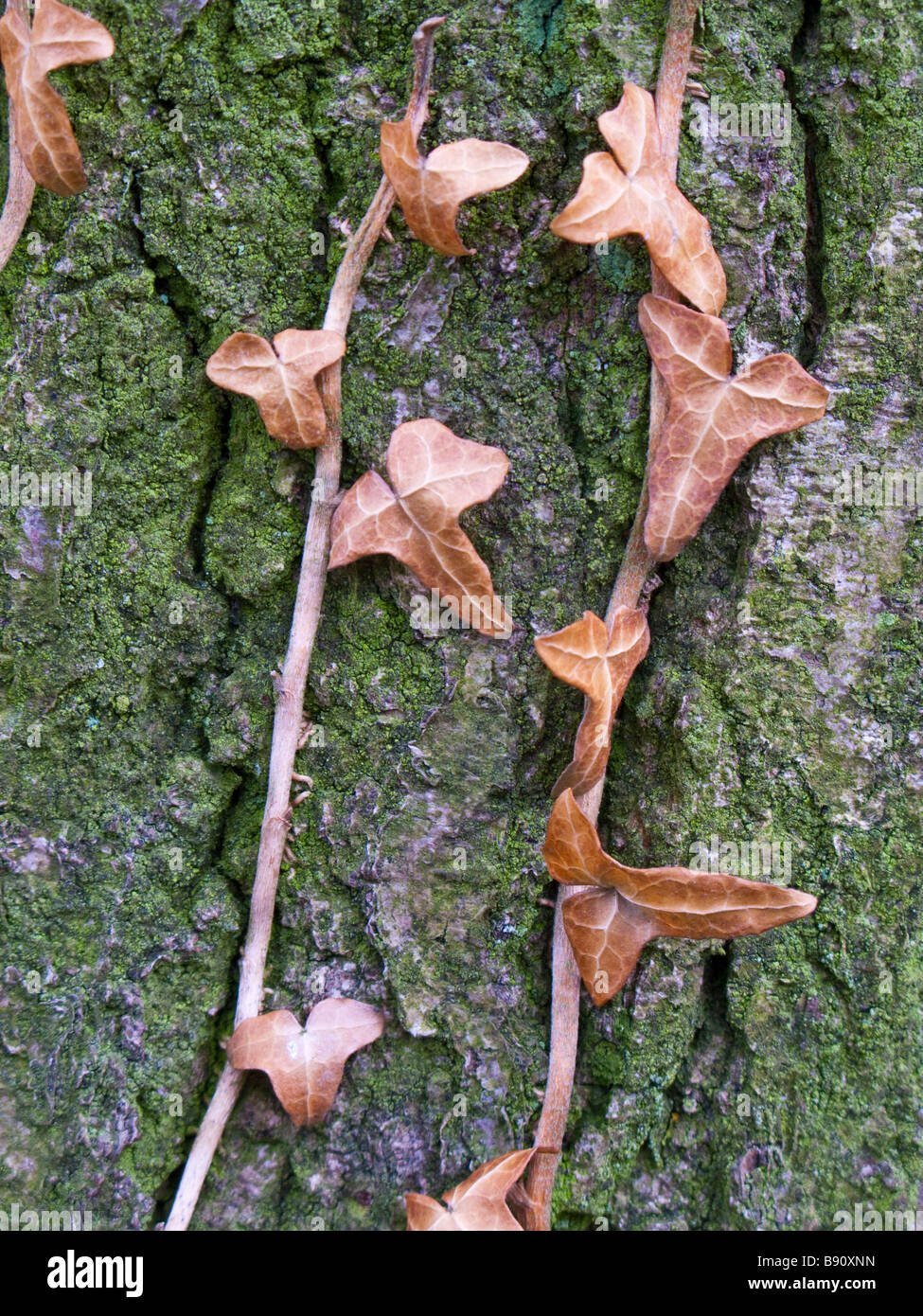Dead ivy hi-res stock photography and images - Alamy