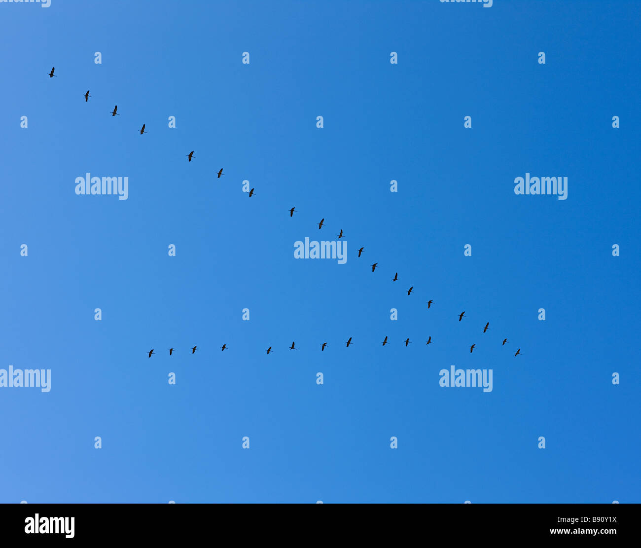 Birds In A Row Flying In A Clear Sky High Resolution Stock Photography ...