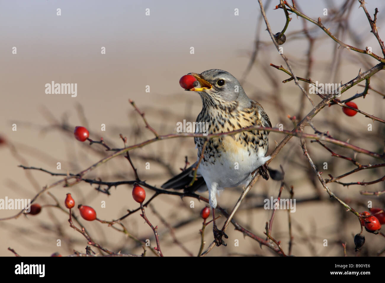 Fieldfare Turdus pilaris eating berries Stock Photo - Alamy