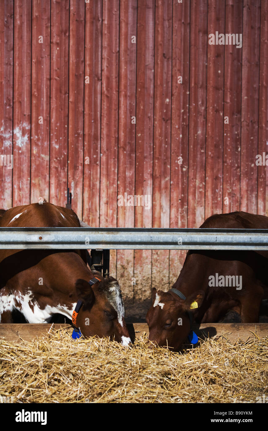 Cows eating hay Sweden Stock Photo - Alamy