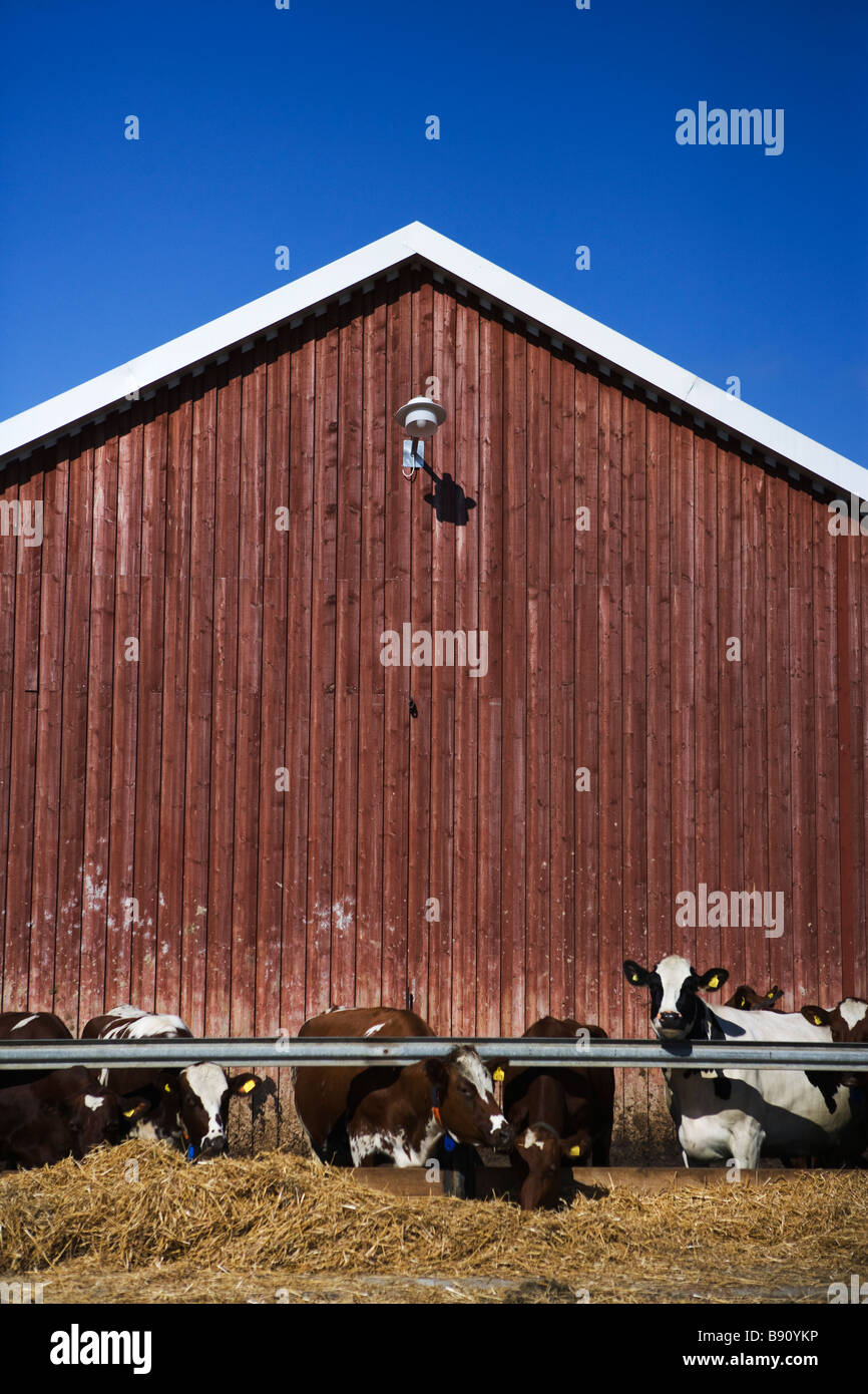 Cows eating hay Sweden Stock Photo - Alamy