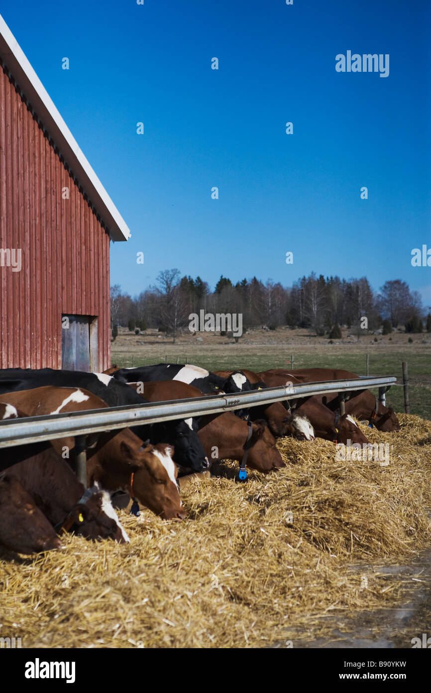 Cows eating hay Sweden Stock Photo - Alamy