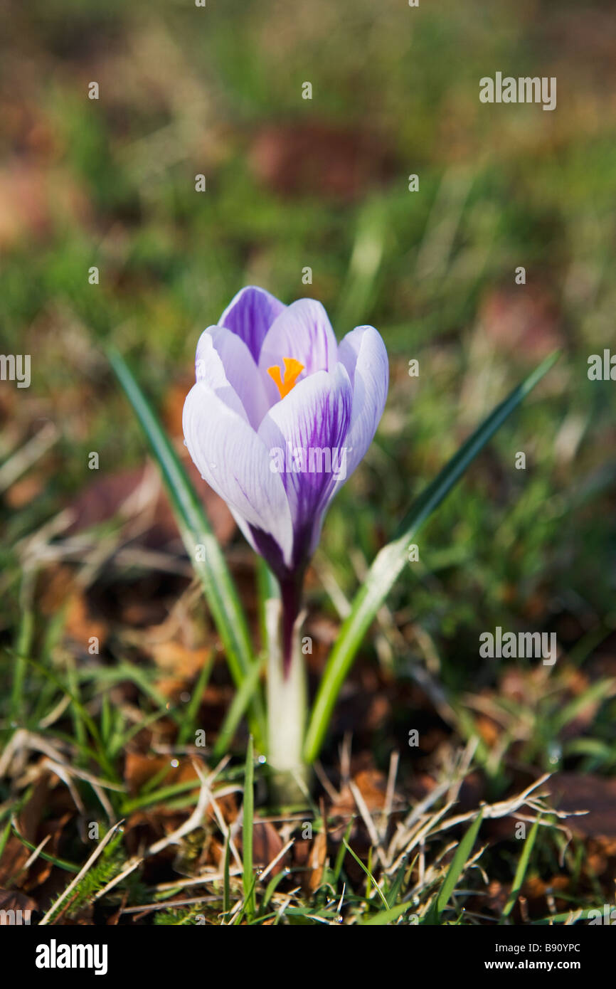 Crocus in spring Sweden Stock Photo - Alamy