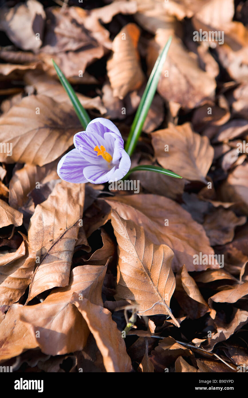 Crocus in spring Sweden Stock Photo - Alamy