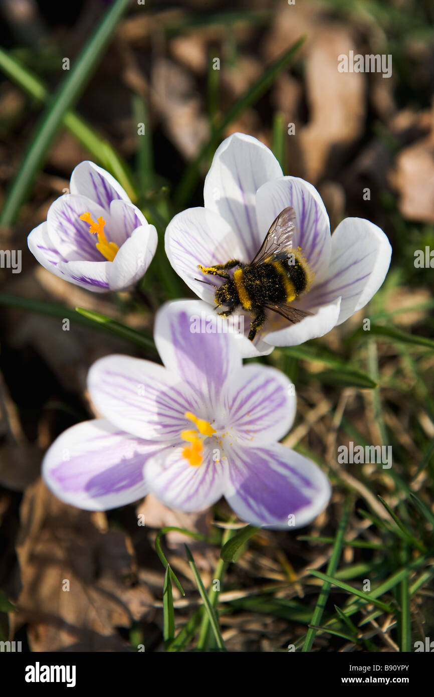 Crocus in spring Sweden Stock Photo - Alamy