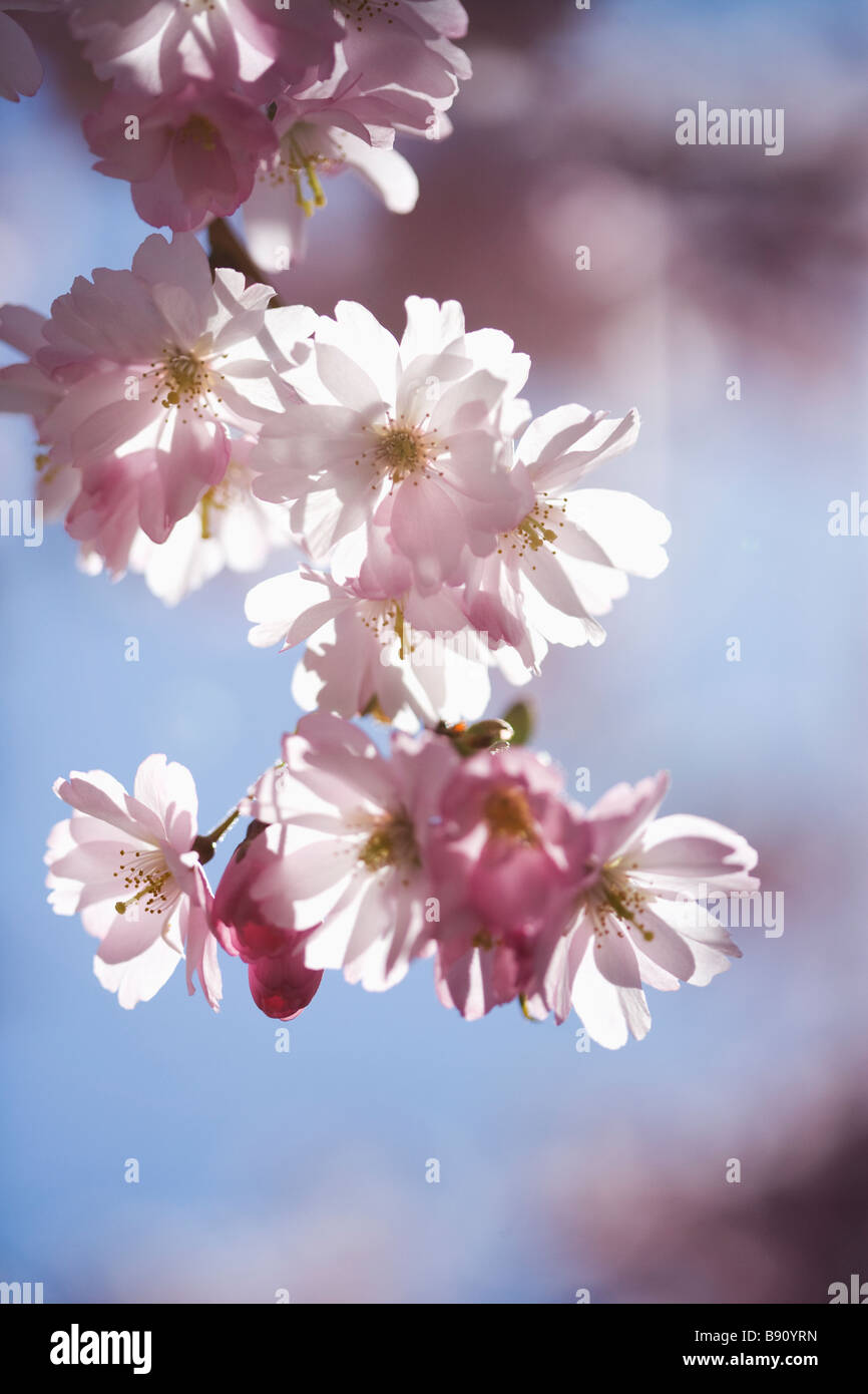 Cherry-blossom Stockholm Sweden Stock Photo - Alamy
