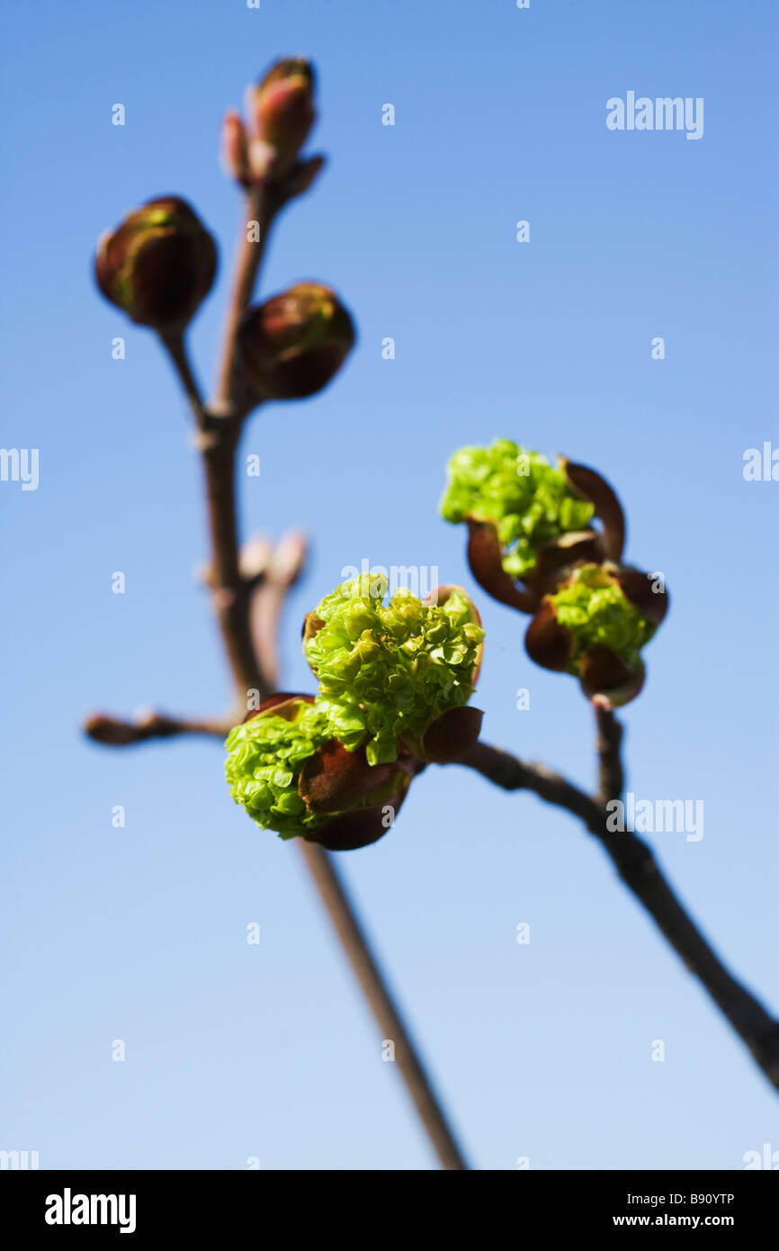 Fissures and branches hi-res stock photography and images - Alamy