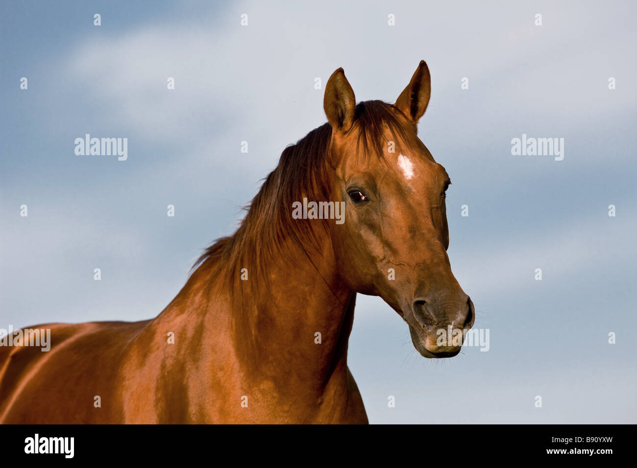 Russian Don horse - portrait Stock Photo - Alamy