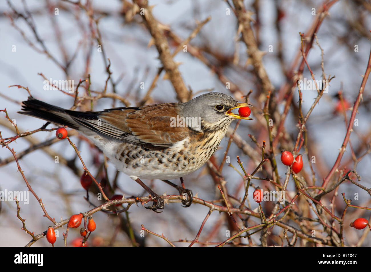 Fieldfare Turdus pilaris eating berries Stock Photo - Alamy
