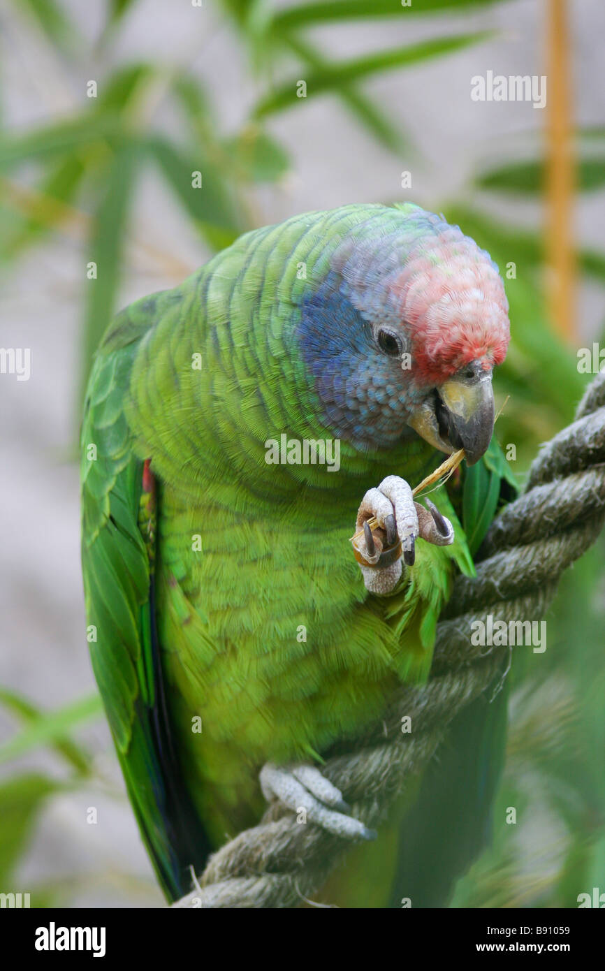 Red tailed amazon parrot (Amazona brasiliensis Stock Photo - Alamy