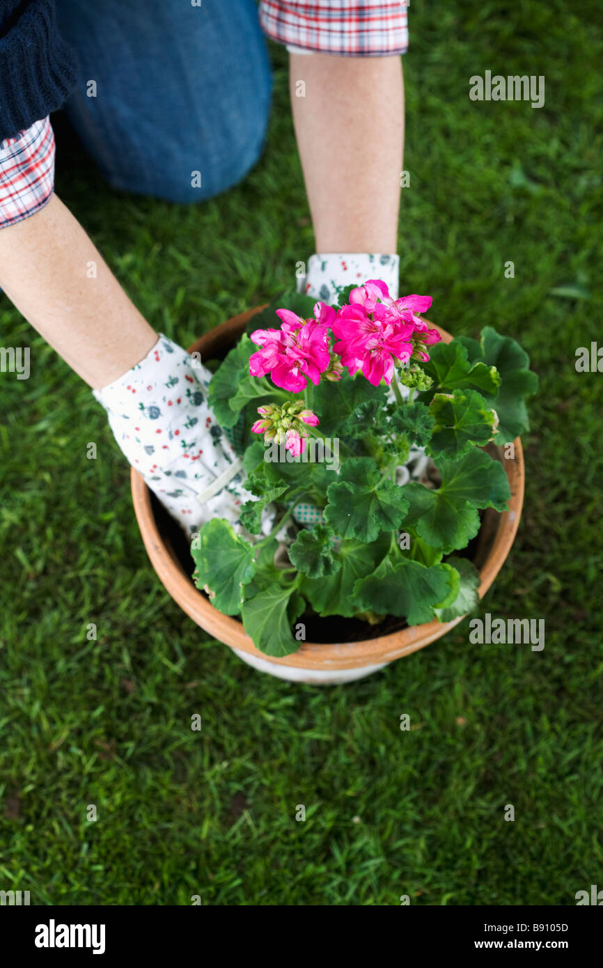 Pot grown flower hi-res stock photography and images - Alamy