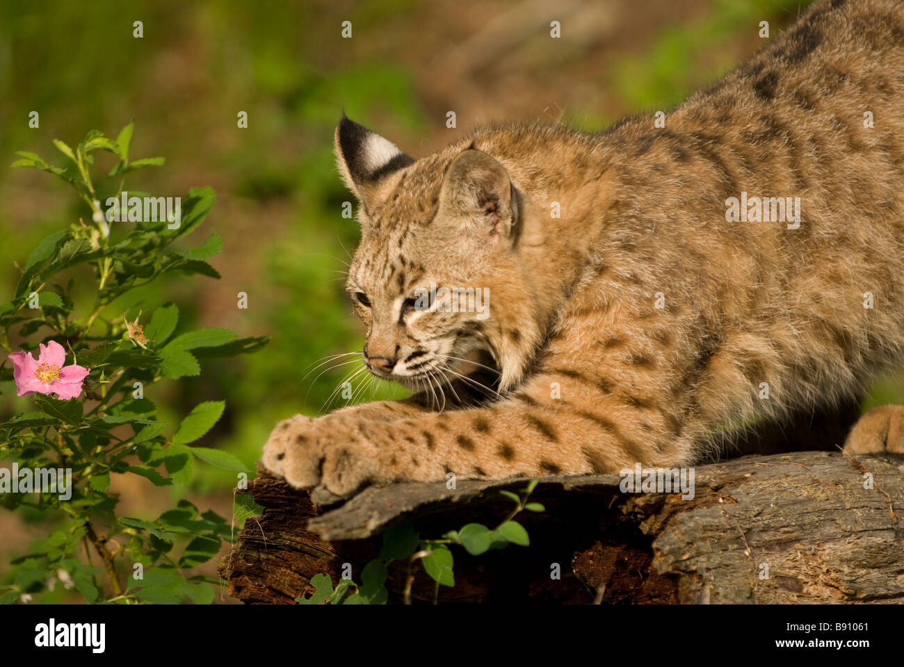 Bobcat scratching its claws on the edge of a log Stock Photo - Alamy