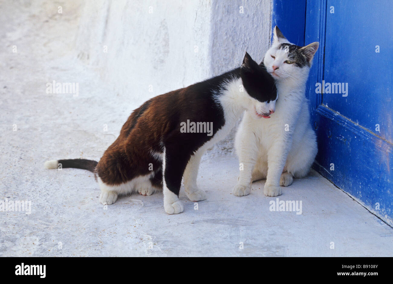Two Cat Smooching High Resolution Stock Photography and Images - Alamy
